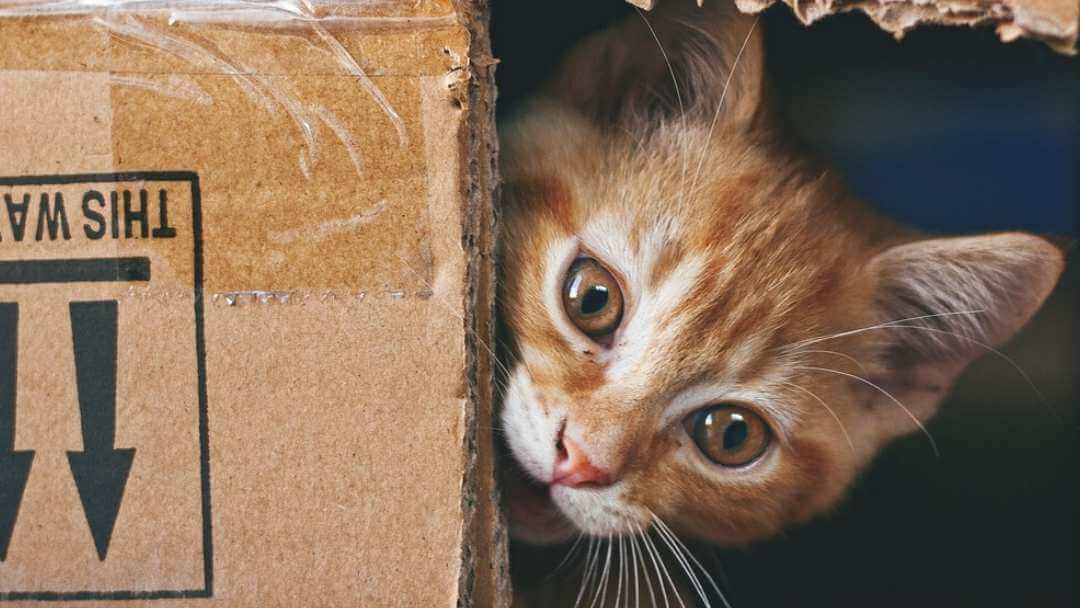 Understanding Cat Behaviours - Guides & Advice | Purina Understanding Cat Behaviours - Guides & Advice | Purina